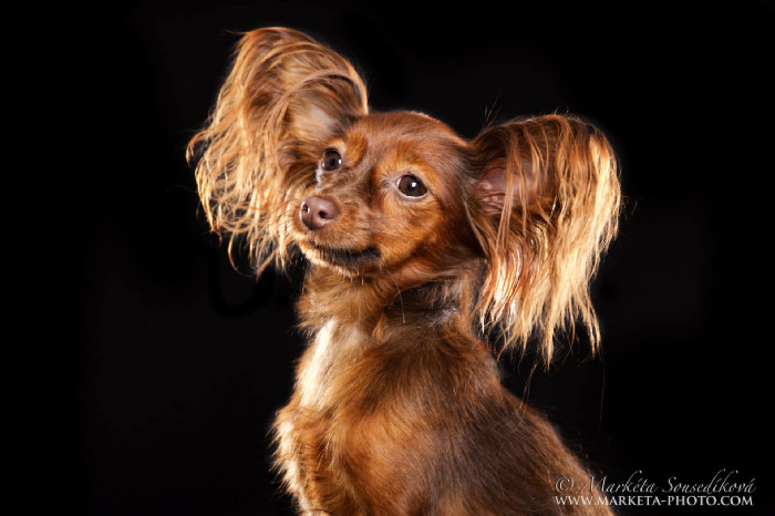 Rod J :: Rusky-toy-ze-cvrcovic